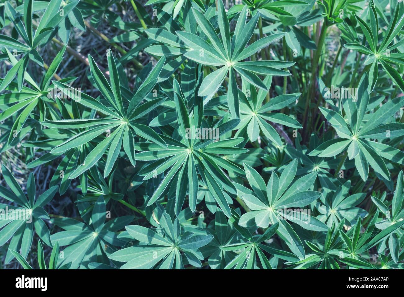 Sharp green leaves of a wild plant close up Stock Photo - Alamy