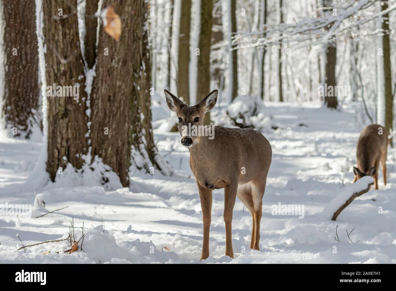 Deer. White-tailed deer on snow . Natural scene from Wisconsin state ...