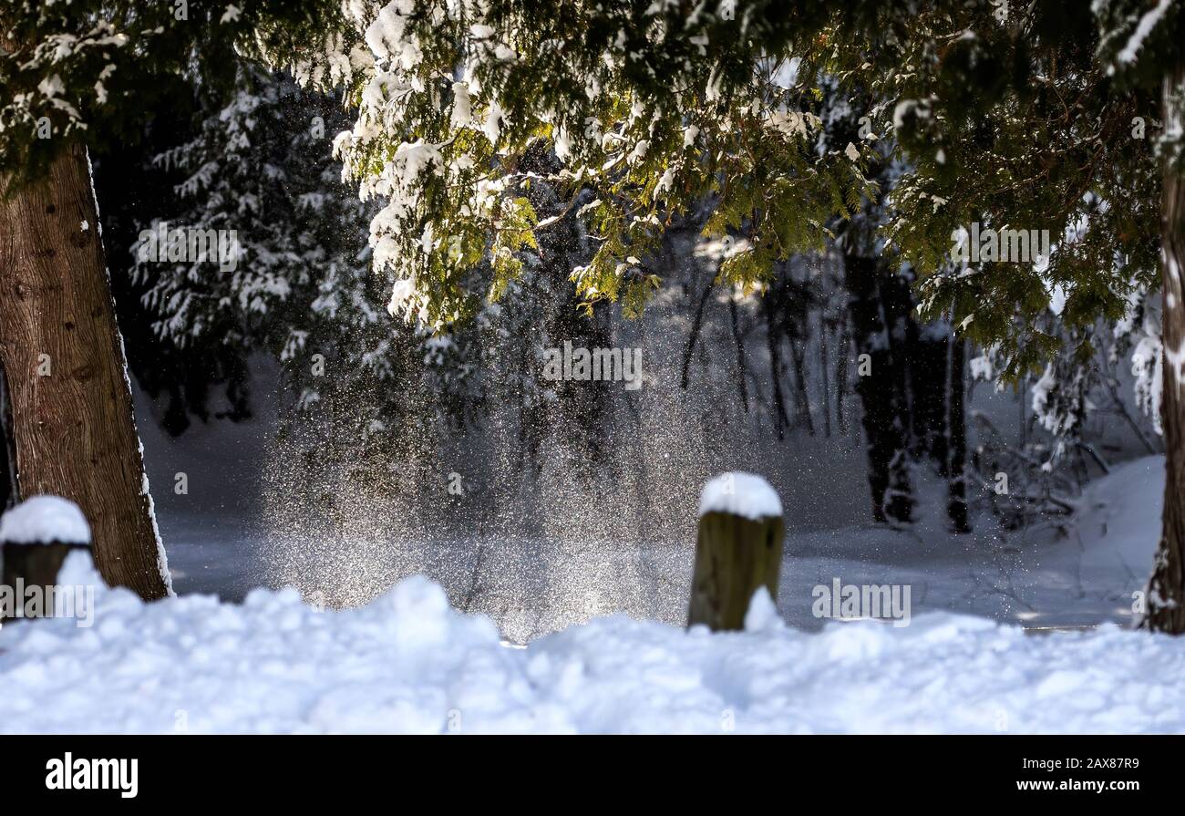 Falling snow from the tree, natural scene from Wisconsin Stock Photo ...