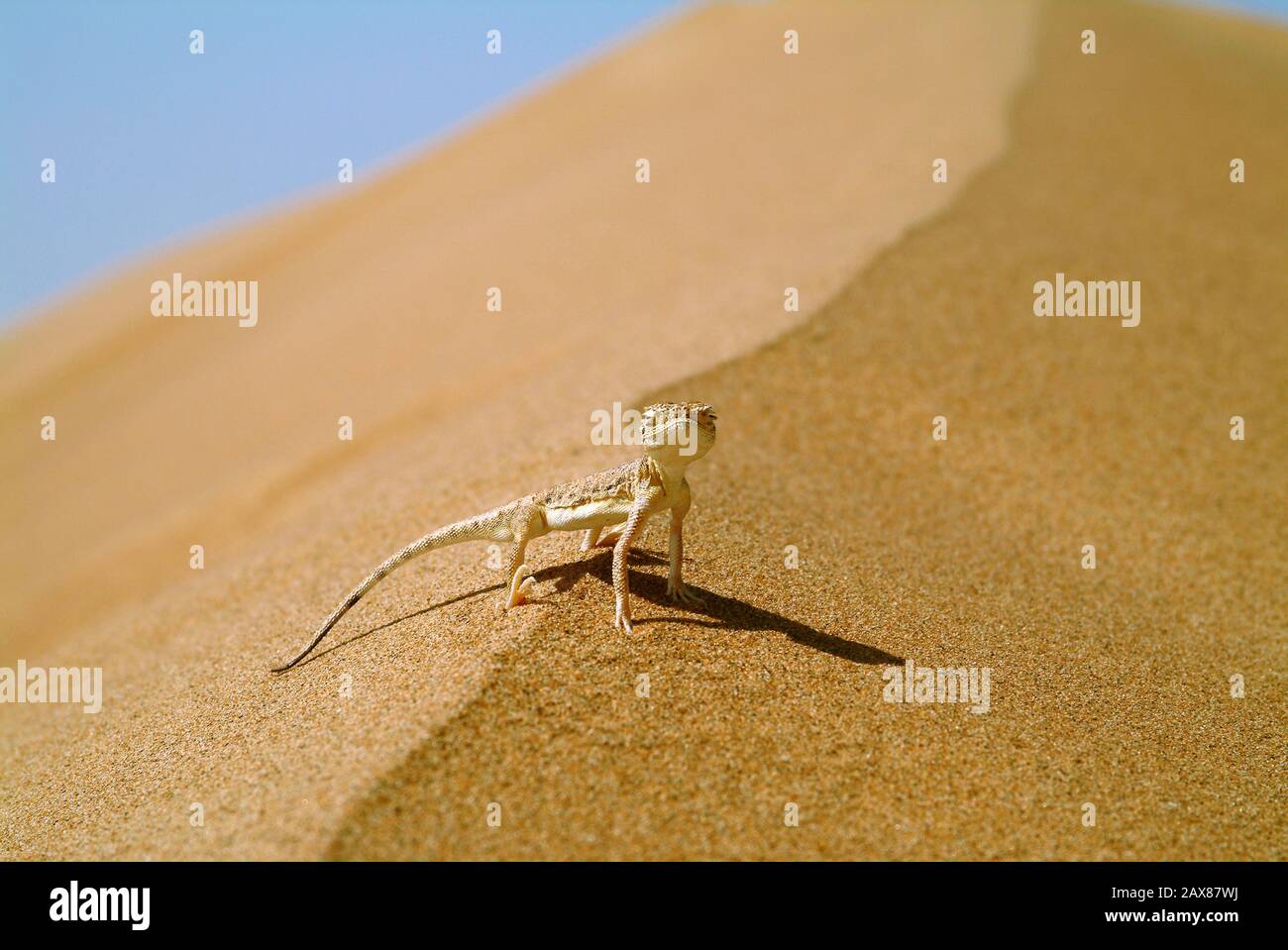 A gecko on the dunes at Big Red near Dubai, UAE Stock Photo - Alamy