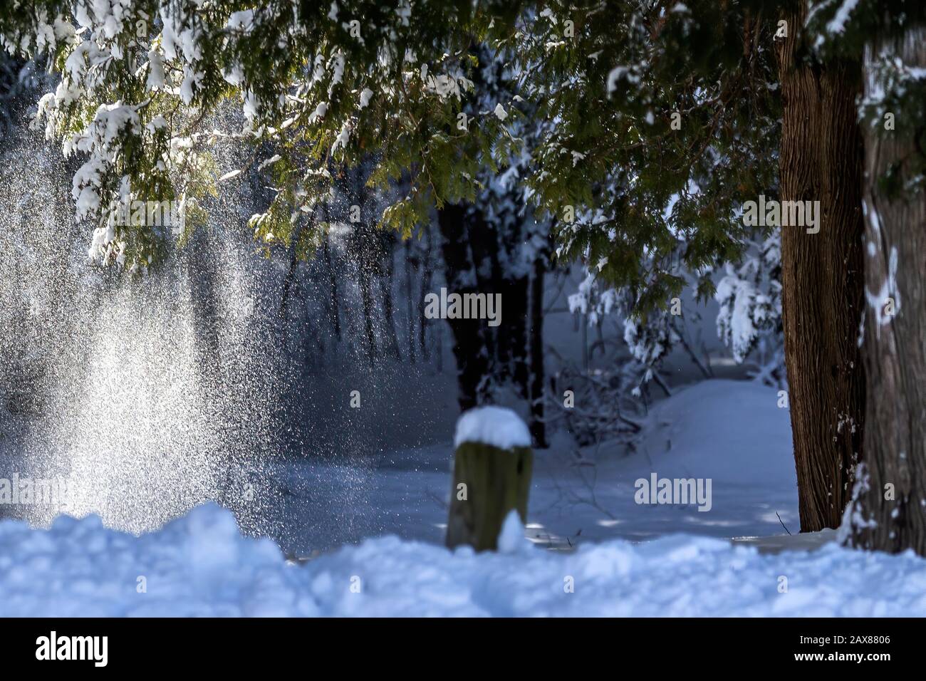 Falling snow from the tree, natural scene from Wisconsin Stock Photo ...