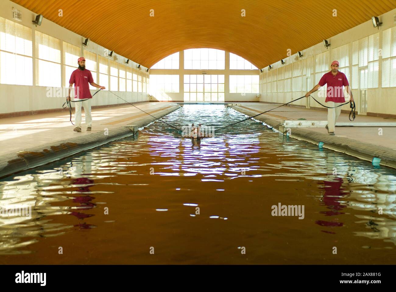 Race horse being exercised in a water trough Stock Photo - Alamy
