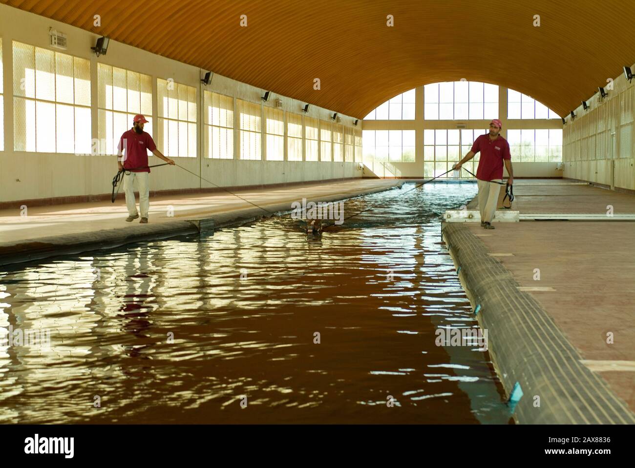 Race horse being exercised in a water trough Stock Photo - Alamy