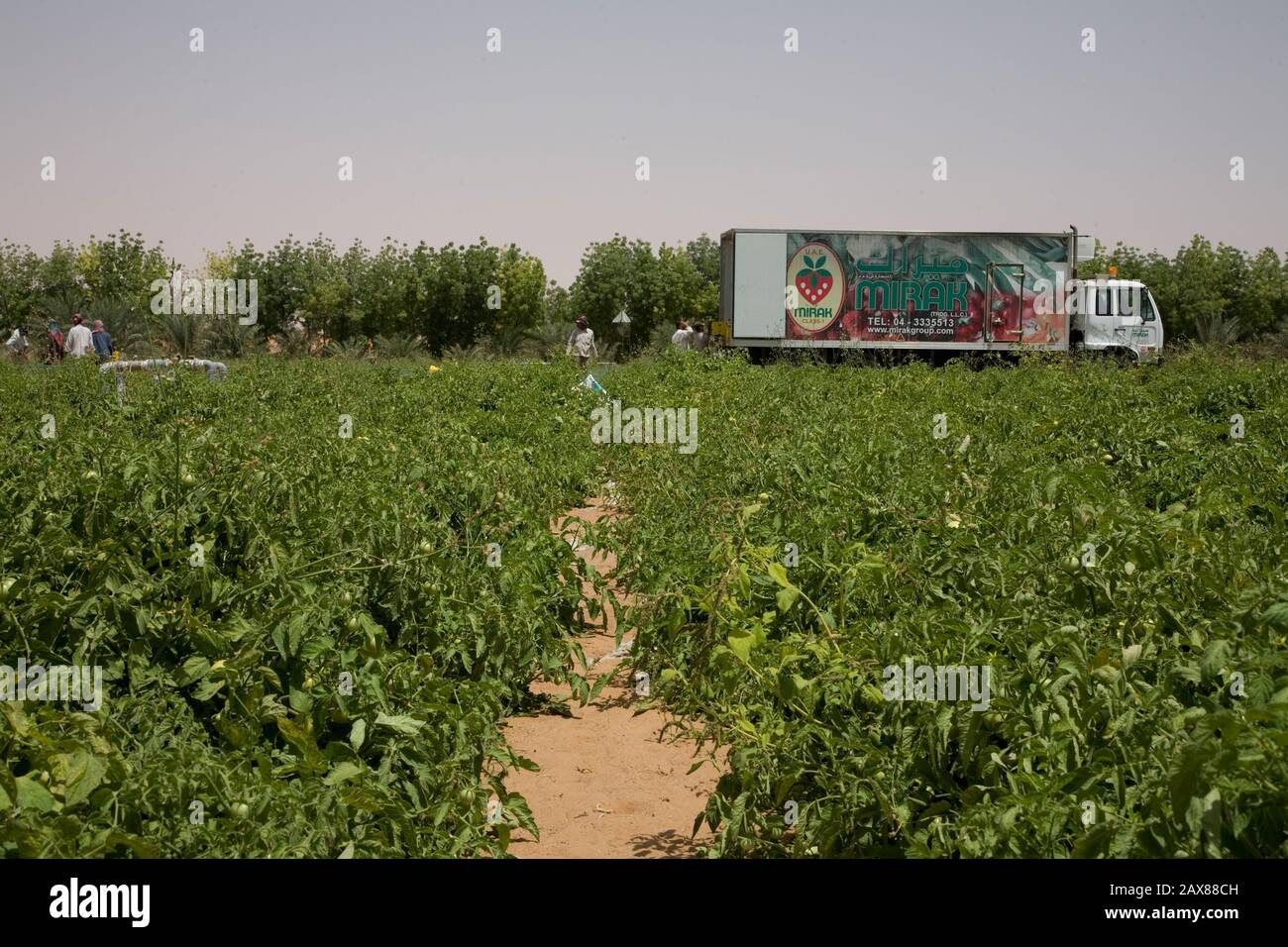 Agriculture in the UAE Stock Photo - Alamy