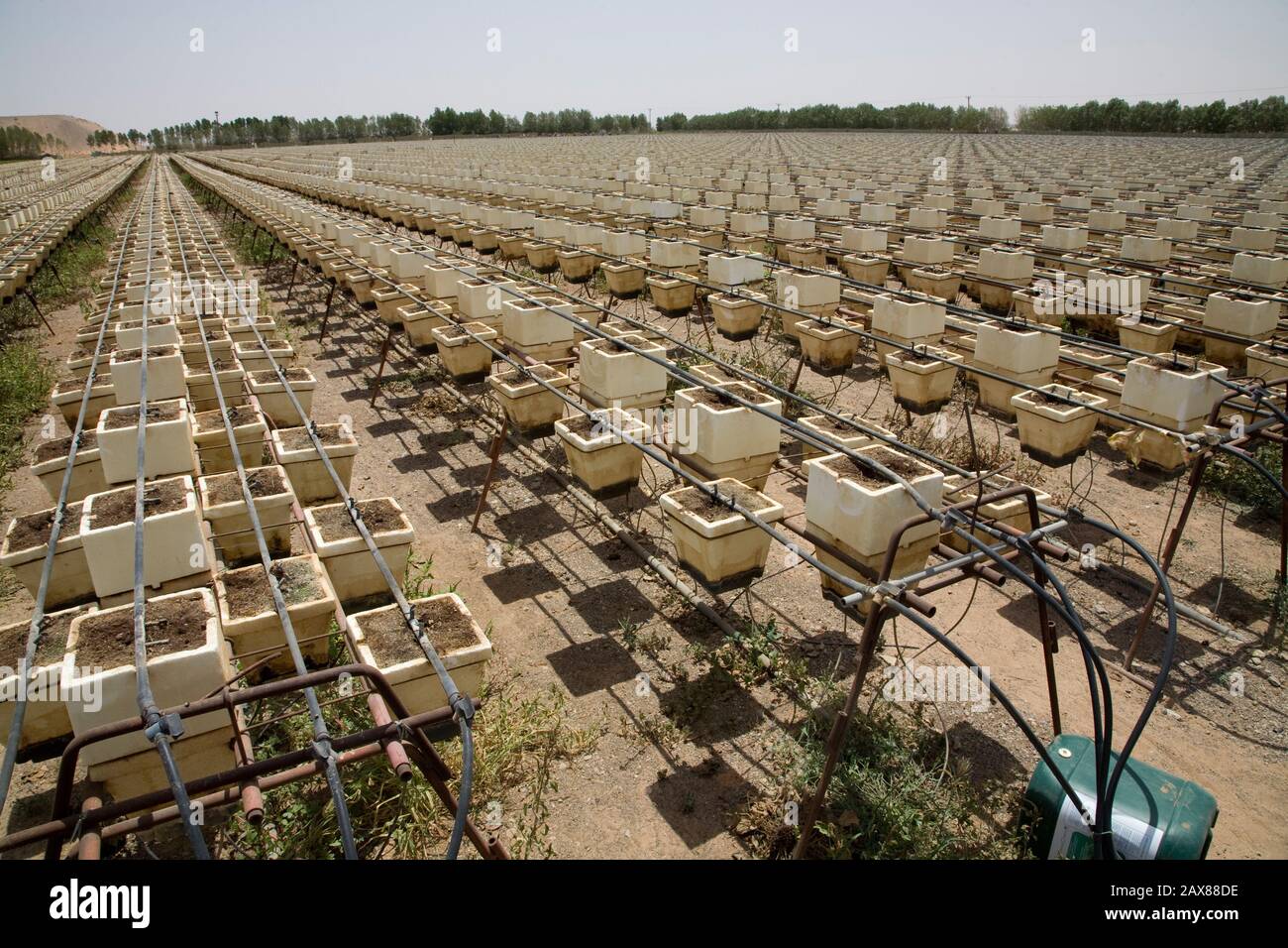 Agriculture in the UAE Stock Photo - Alamy
