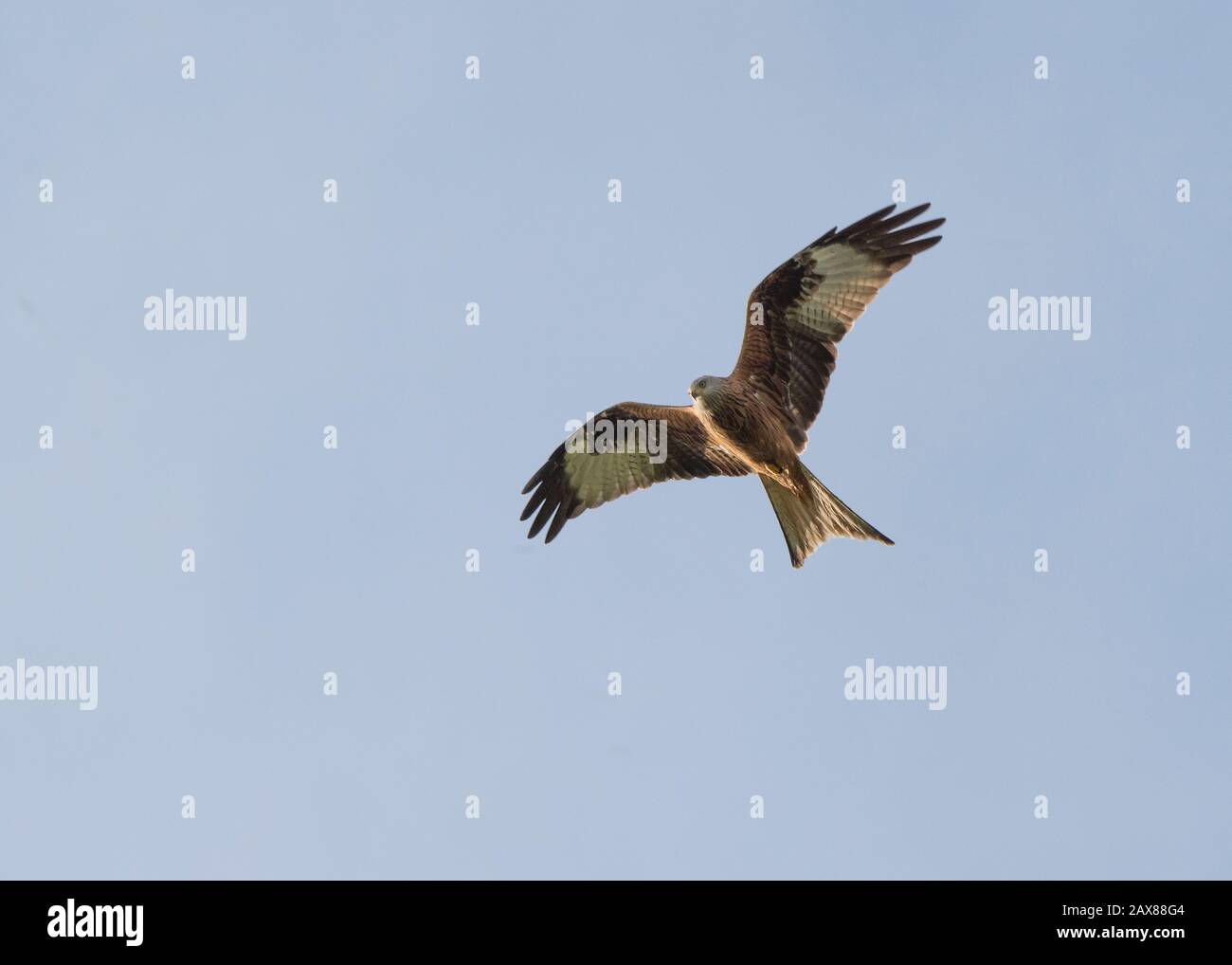 Kite red (Milvus milvus), in flight showing underwing, Dumfries and ...