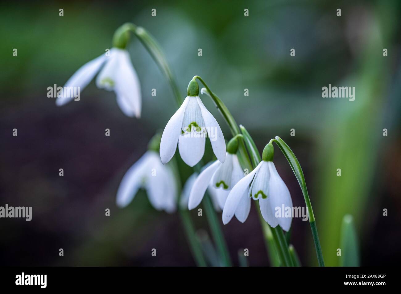 A closeup photo of snowdrops in a field Stock Photo - Alamy