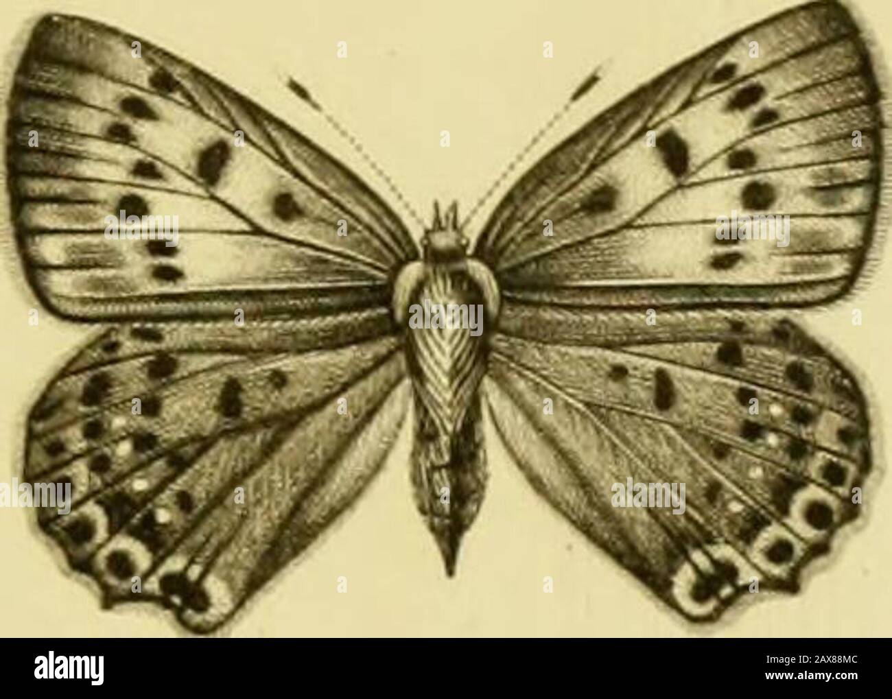 Les lepidopteres hi-res stock photography and images - Alamy