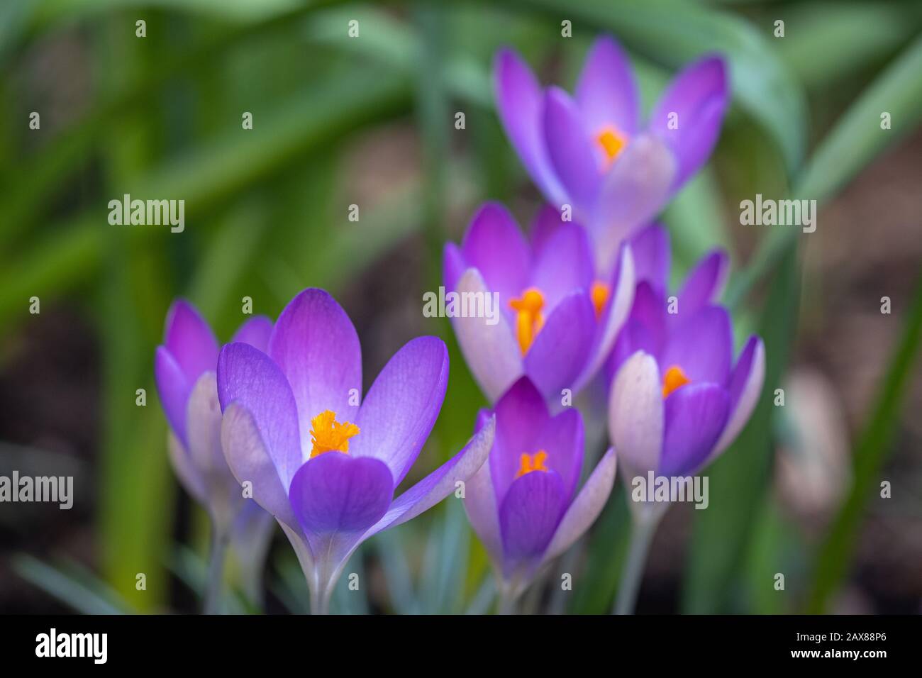 Crocus bouquet hi-res stock photography and images - Alamy