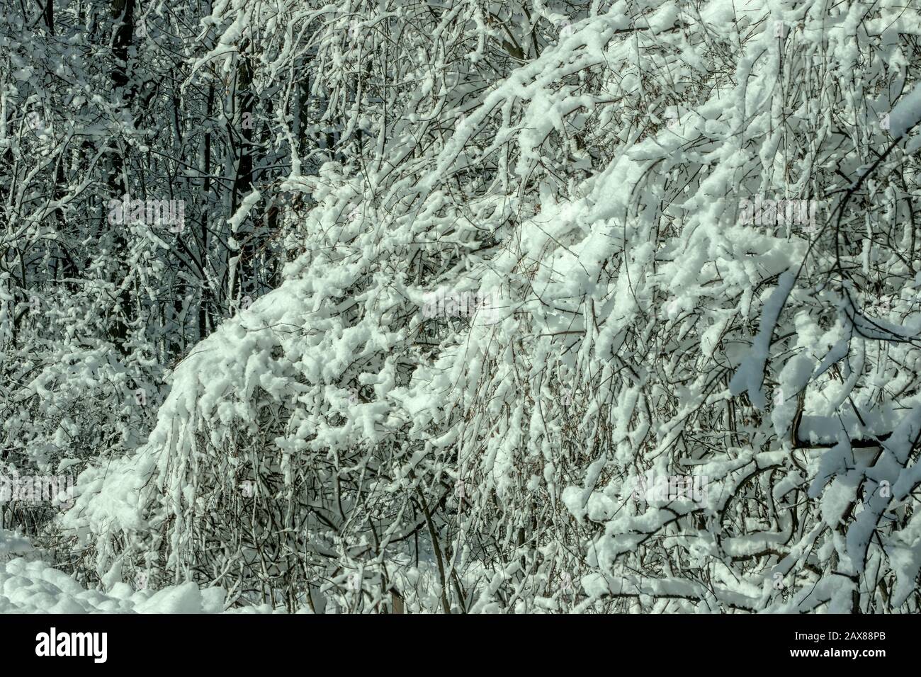 New heavy snow on the branch trees. Branches of the tree covered in new ...