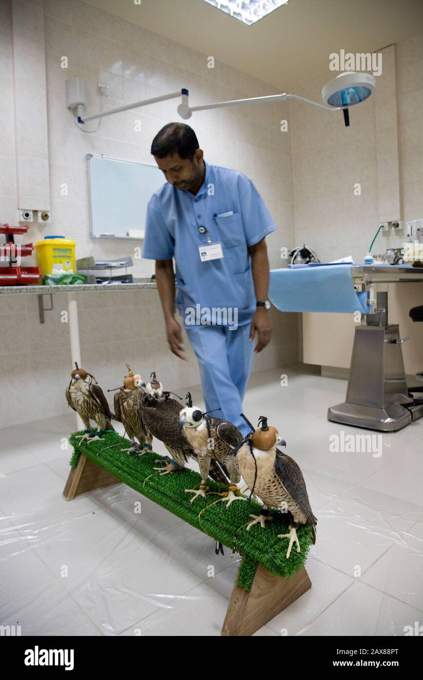 A falcon waiting for their checkup Abu Dhabi Falcon Hospital, Abu Dhabi ...