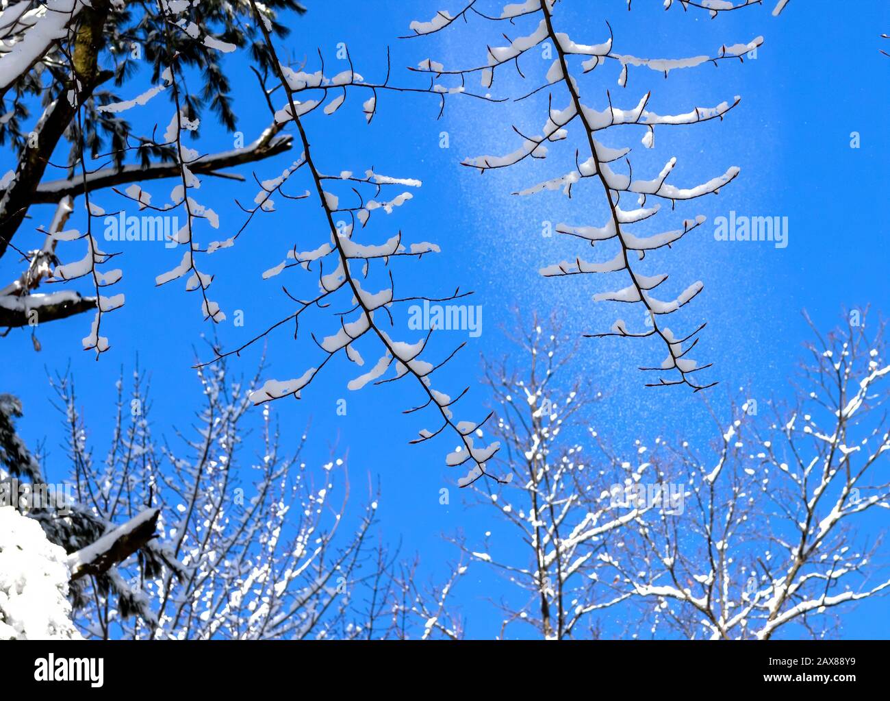 Falling snow from the tree, natural scene from Wisconsin Stock Photo ...