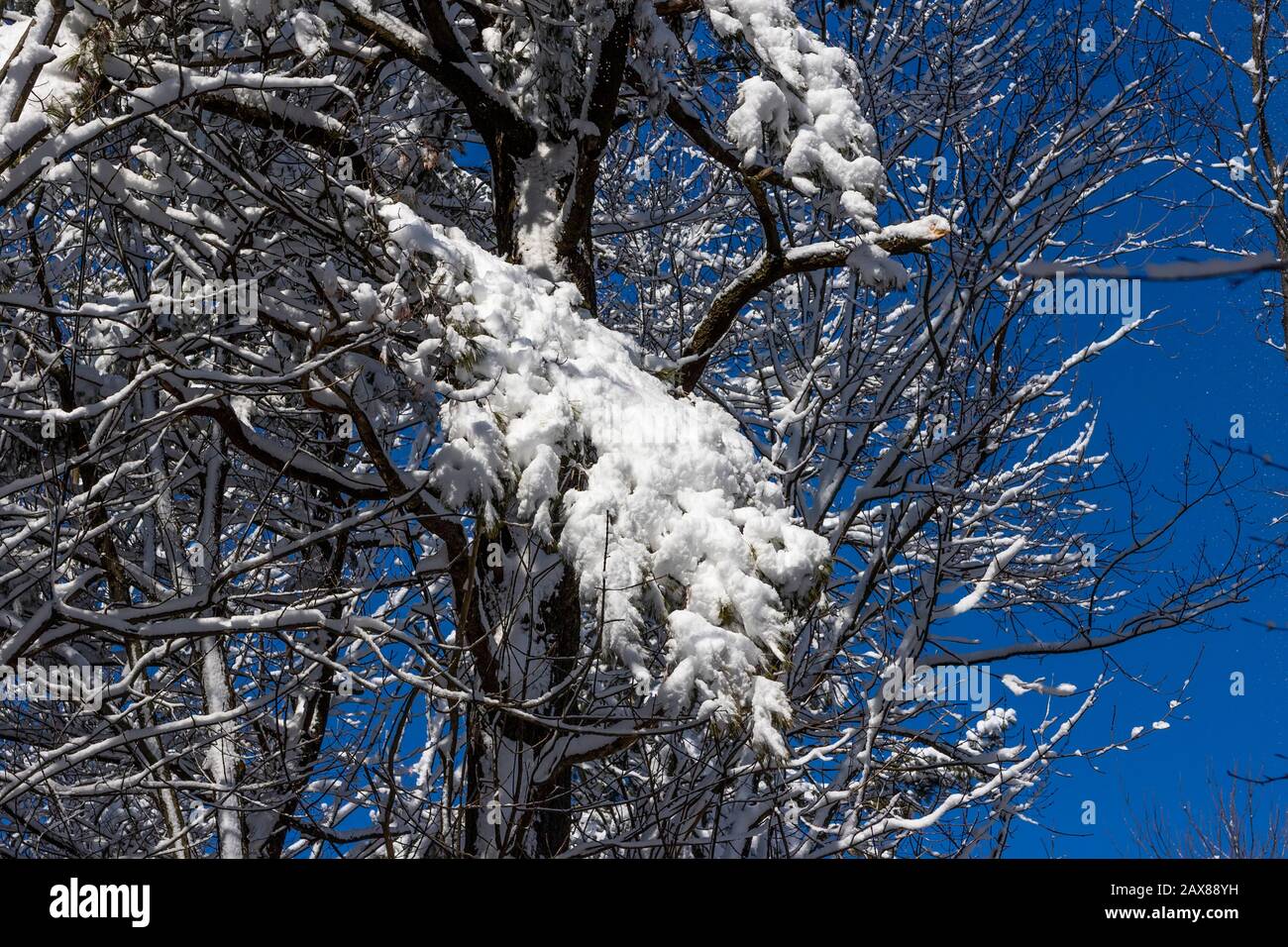New heavy snow on the branch trees. Branches of the tree covered in new ...
