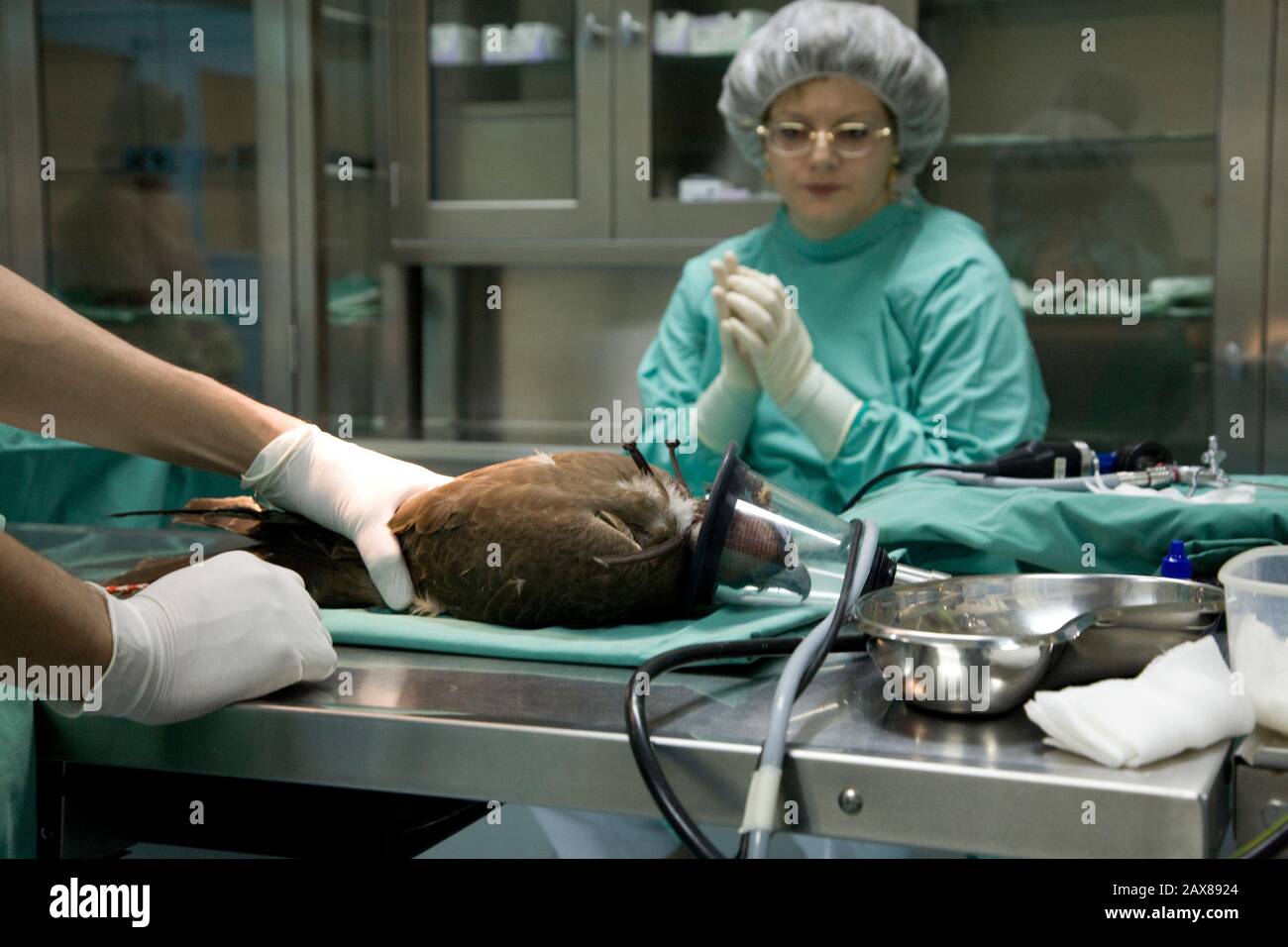 Dr Margit Gabriele Muller director in the surgery room of the Abu Dhabi ...