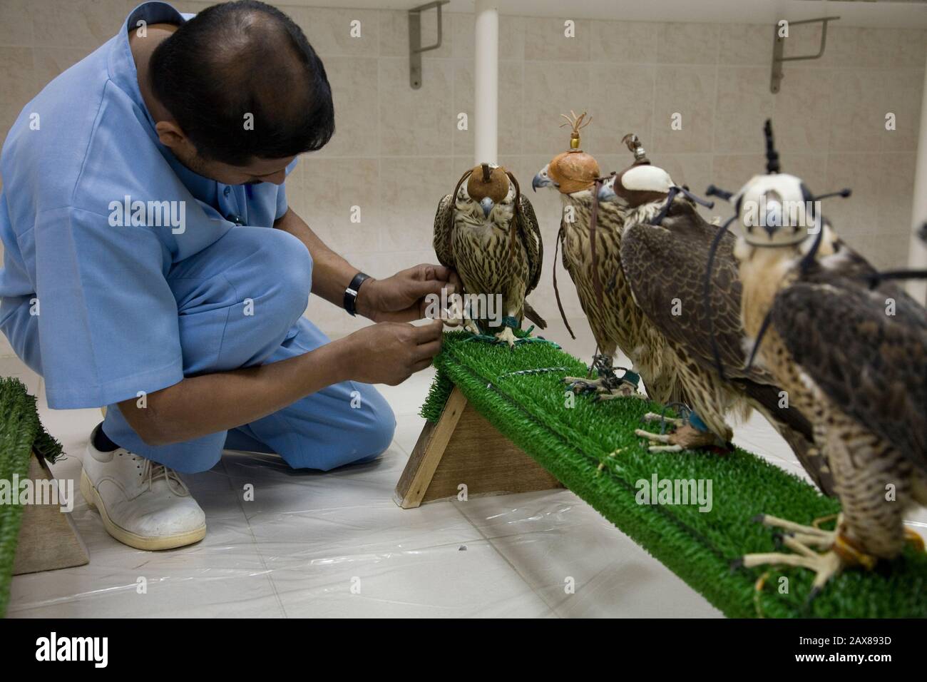 A falcon waiting for their checkup Abu Dhabi Falcon Hospital, Abu Dhabi ...