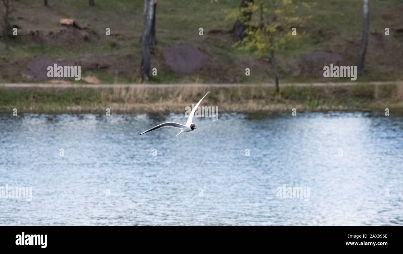 Seagull flying and feces over river on background of trees Stock Photo ...