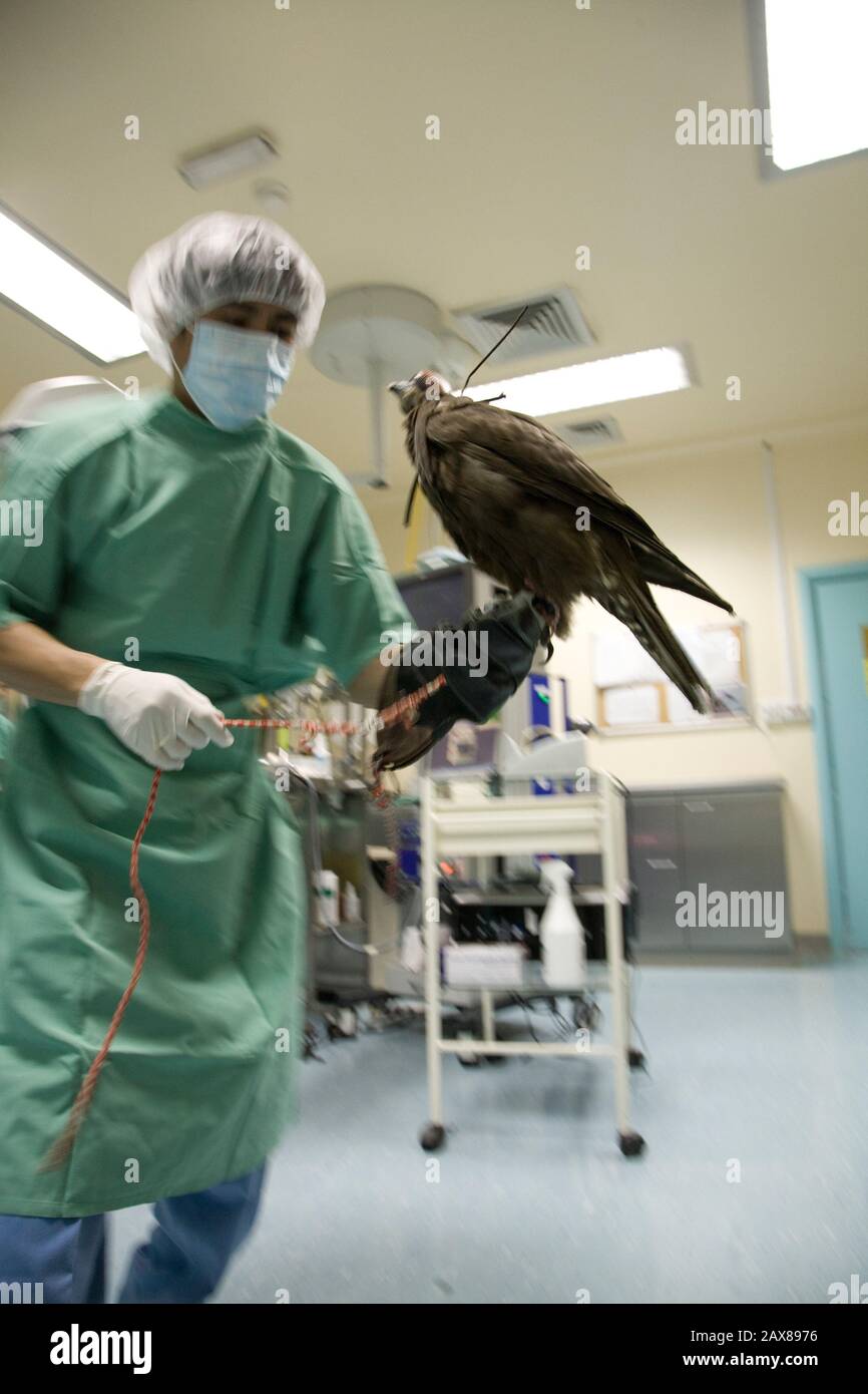 A falcon waits for it's try for a checkup in the surgery room of the ...