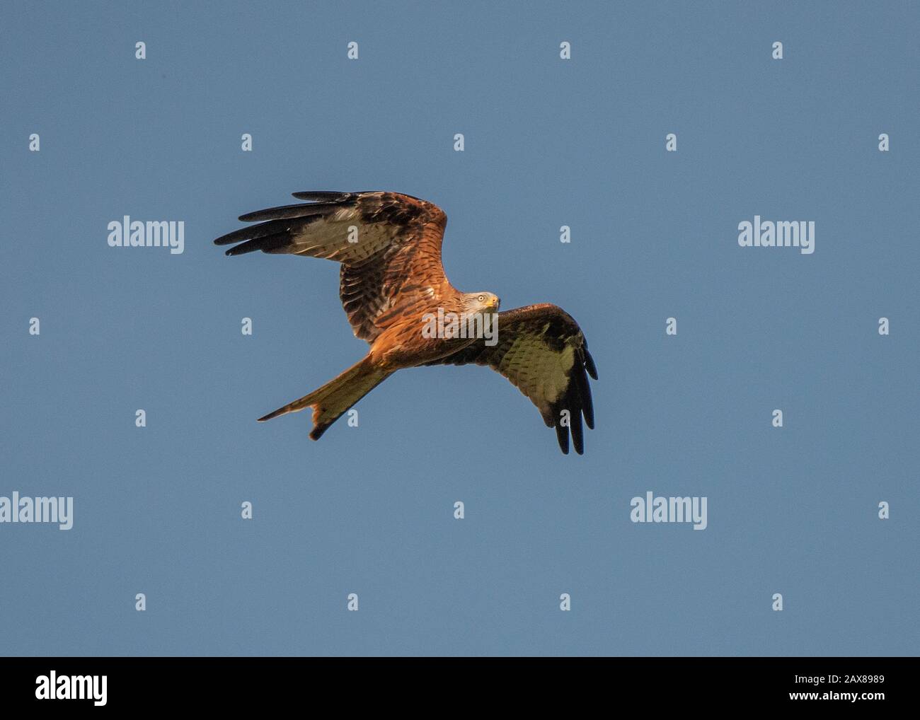 Red Kite Flying In Galloway High Resolution Stock Photography and ...