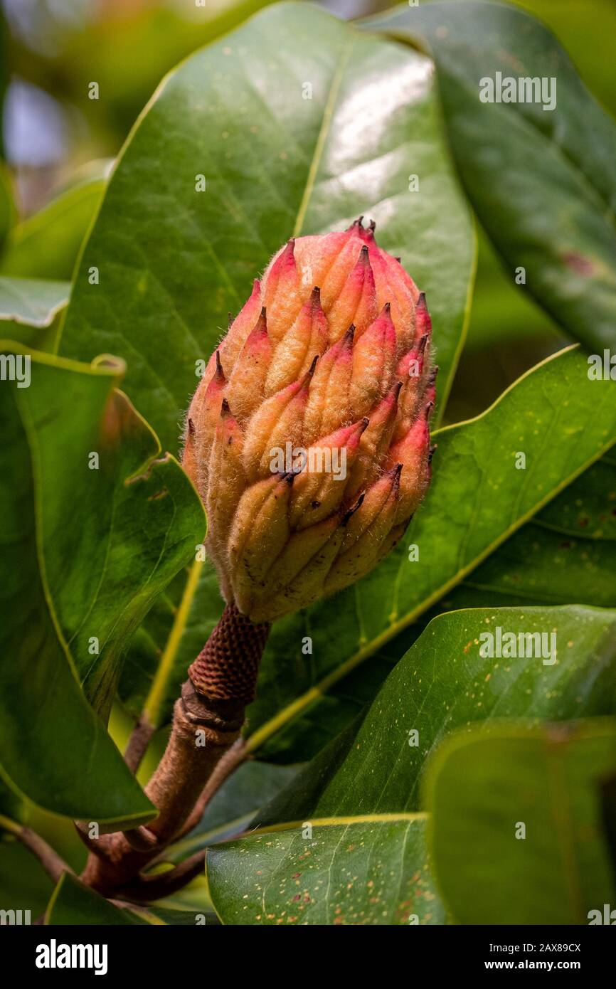 Magnolia grandiflora tree hi-res stock photography and images - Alamy