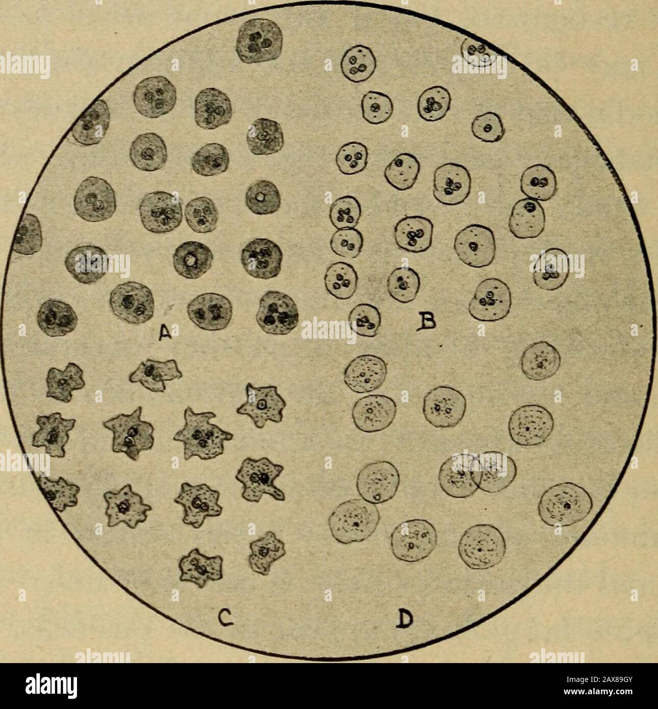 Examination of the urine; a manual for students and practitioners . ses ...