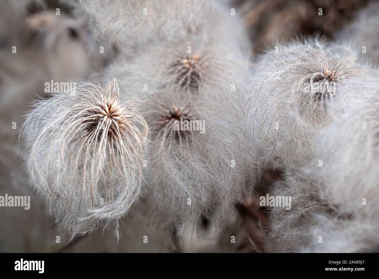 White fluffy texture hi-res stock photography and images - Alamy