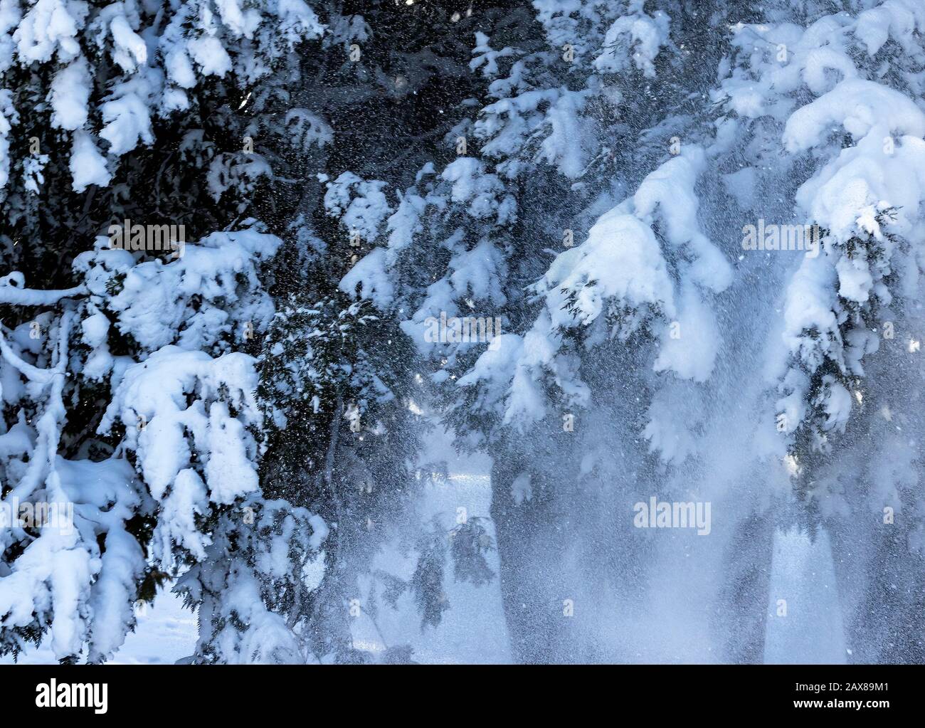 Falling snow from the tree, natural scene from Wisconsin Stock Photo ...