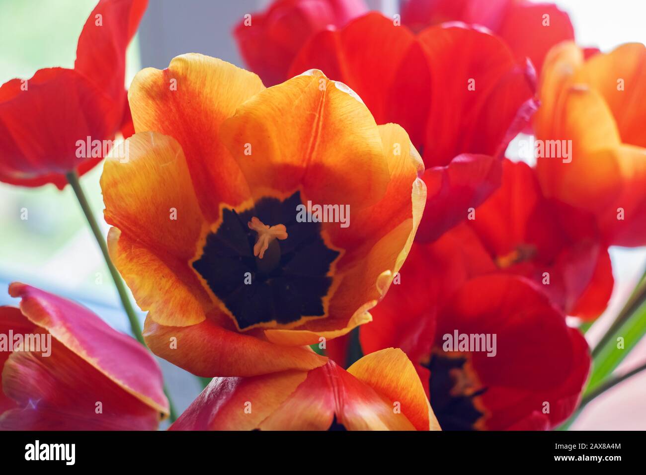Orange and red tulips on a flowerbed Stock Photo - Alamy