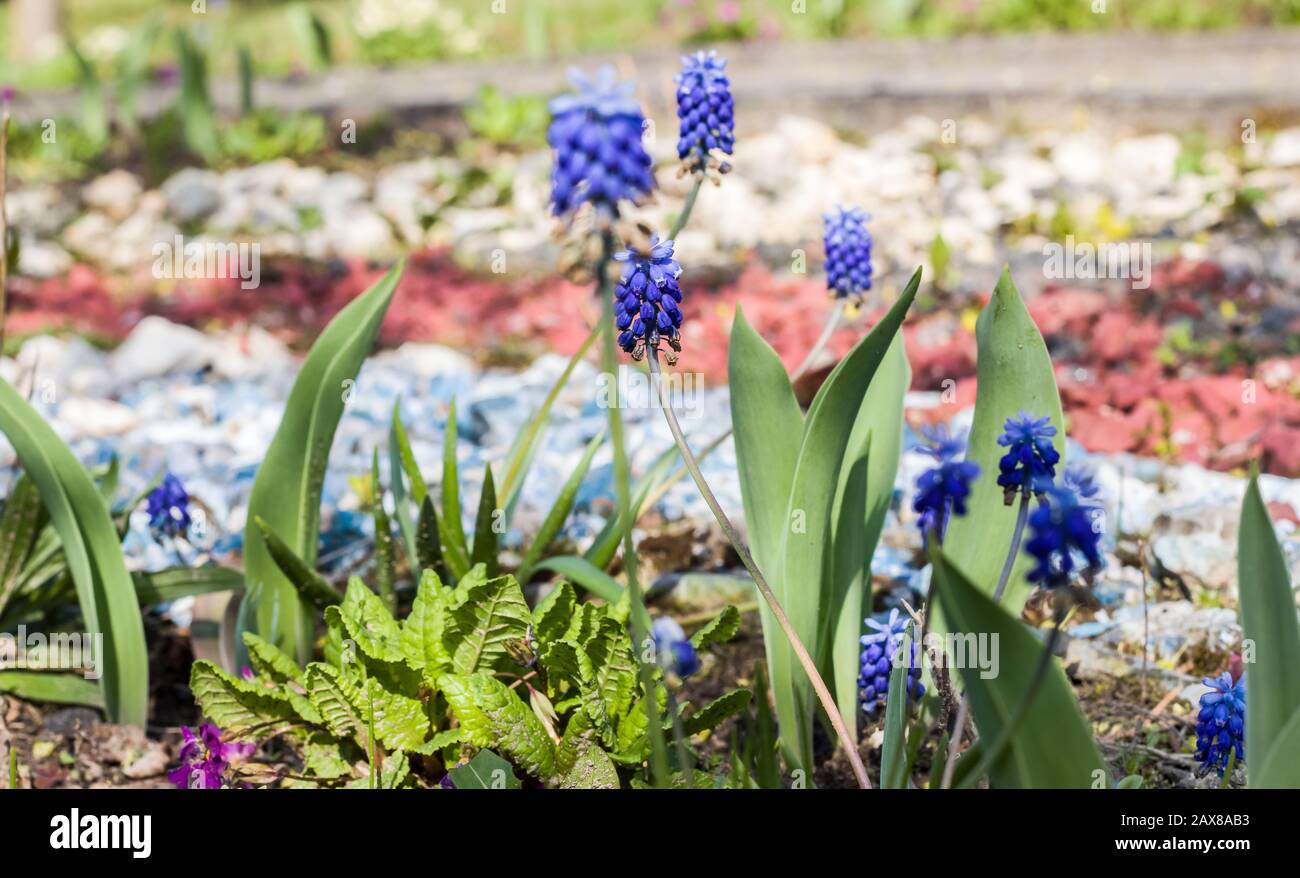 Blue garden flowers on a flower bed Stock Photo - Alamy