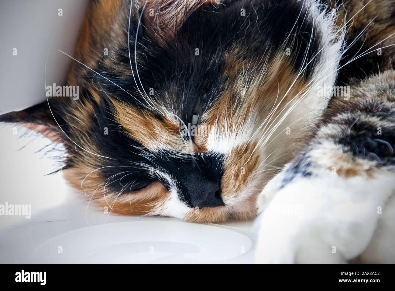 Small three colored kitten hi-res stock photography and images - Alamy