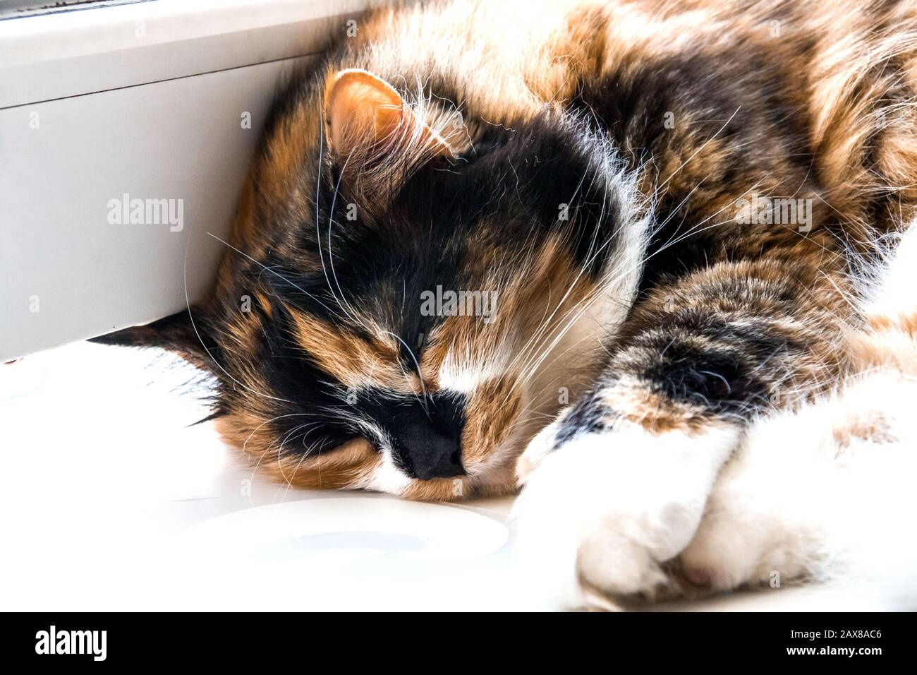 Three colored cat hi-res stock photography and images - Alamy
