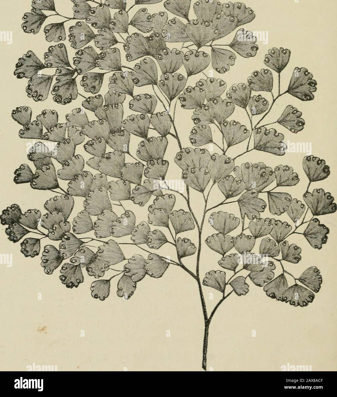 The fern garden : how to make, keep, and enjoy it ; or, Fern culture ...