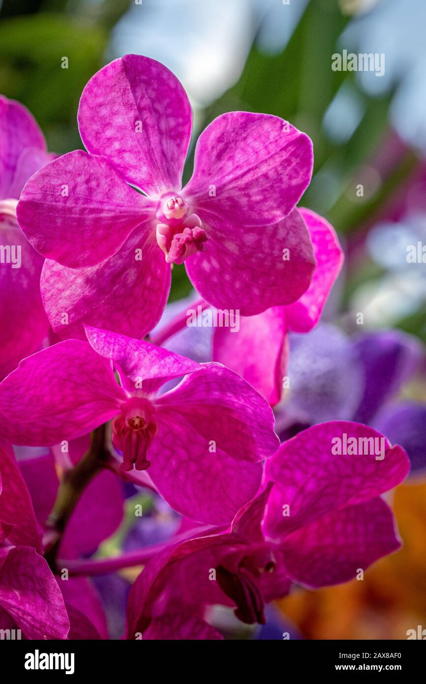 Bright pink orchids at the Kew Gardens Orchids Festival, UK Stock Photo ...