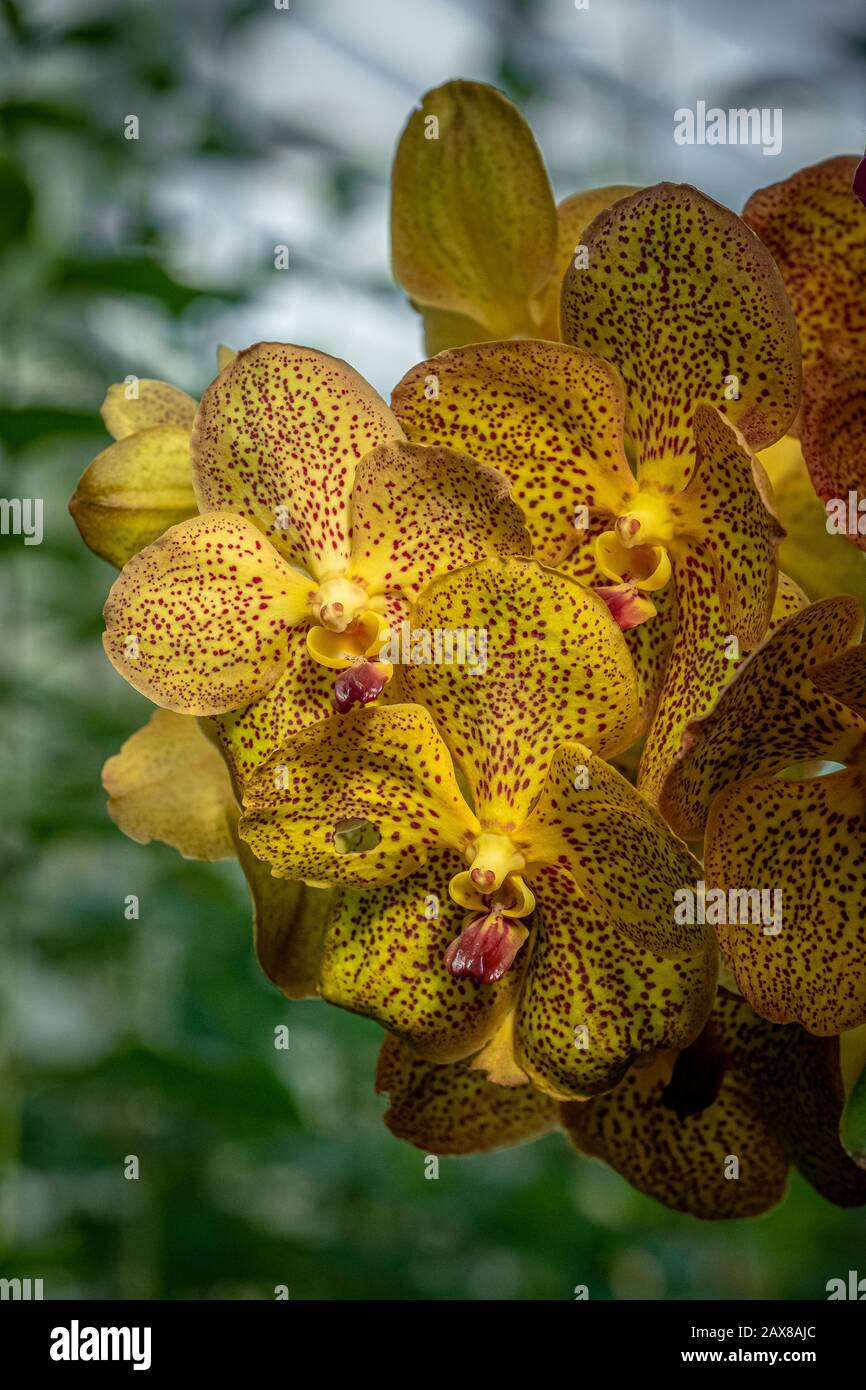 Brown and yellow orchid hi-res stock photography and images - Alamy
