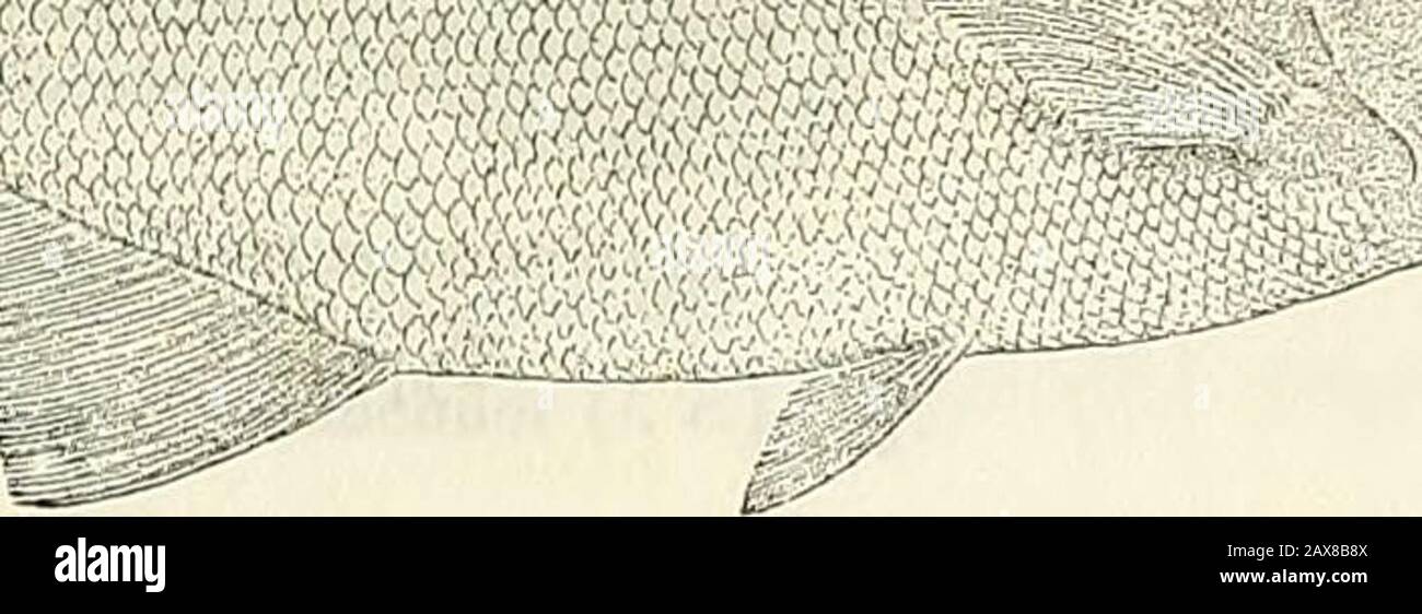 Pois congo hi-res stock photography and images - Alamy