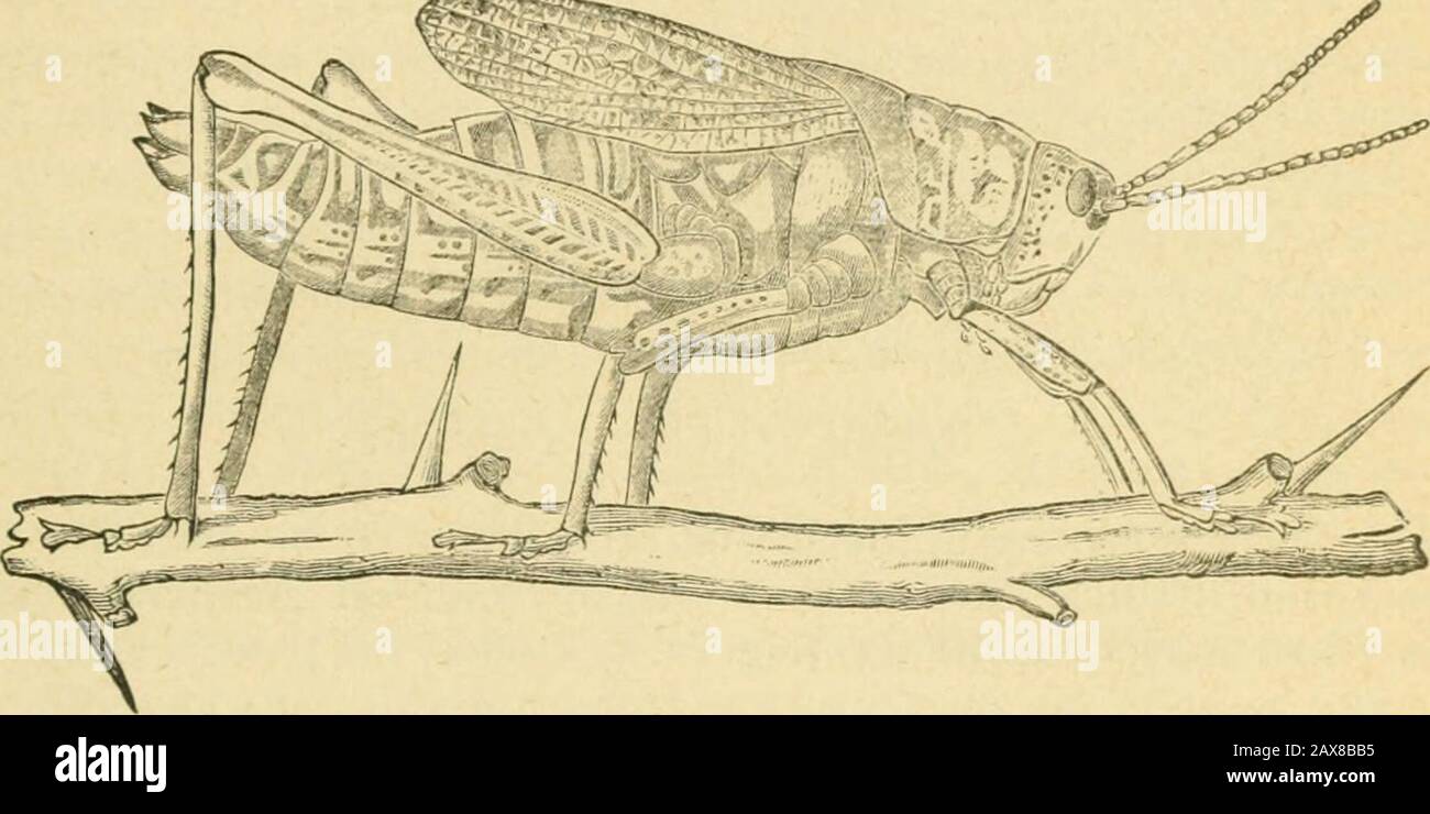 Katydid egg hi-res stock photography and images - Alamy