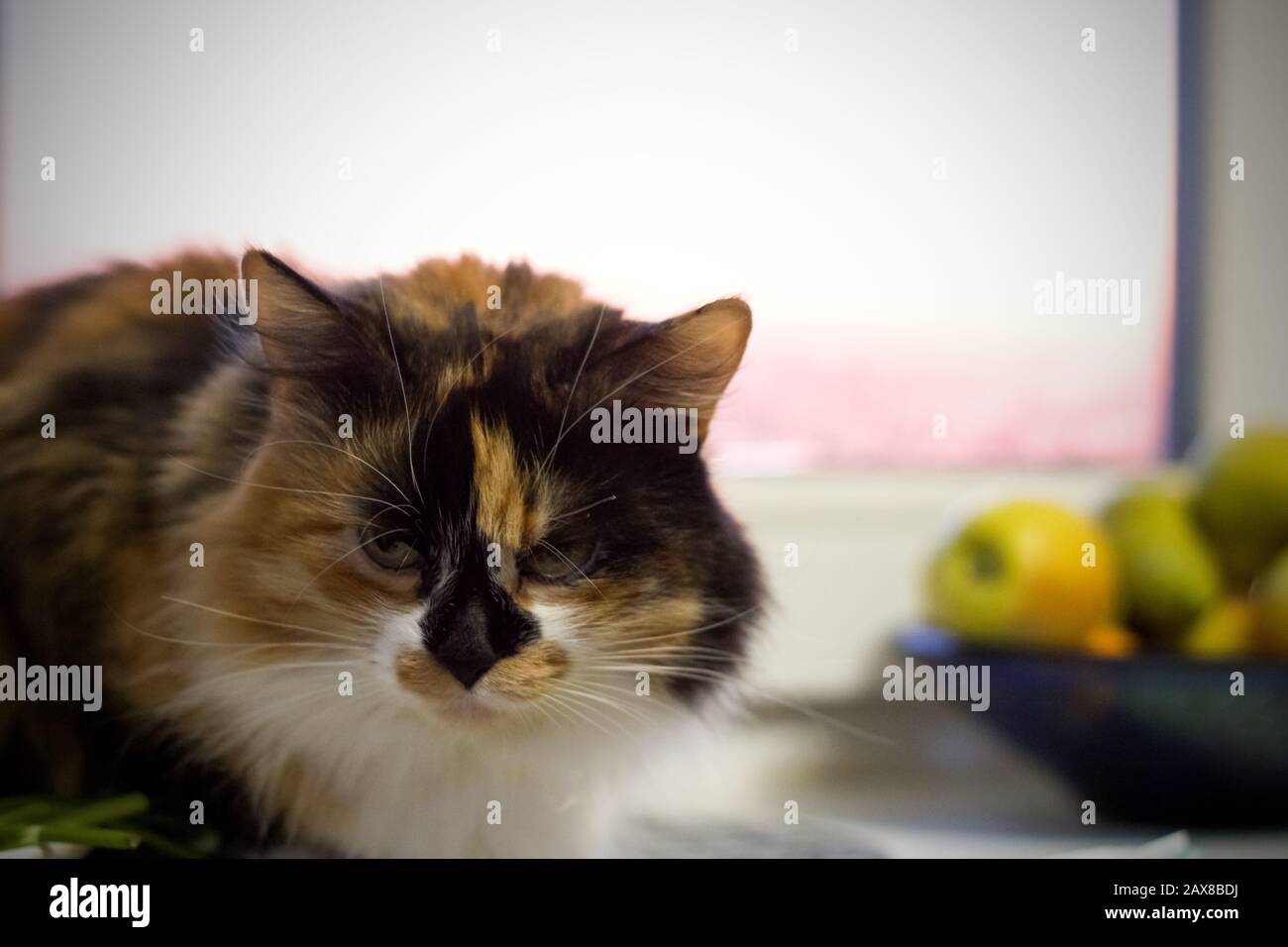 Beautiful three colors furry cat hi-res stock photography and images ...