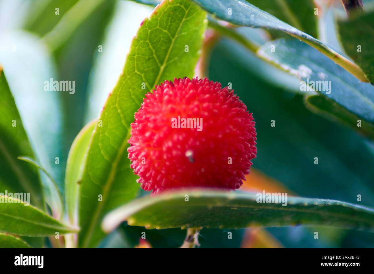 Organic Strawberry tree red and sweet Stock Photo - Alamy