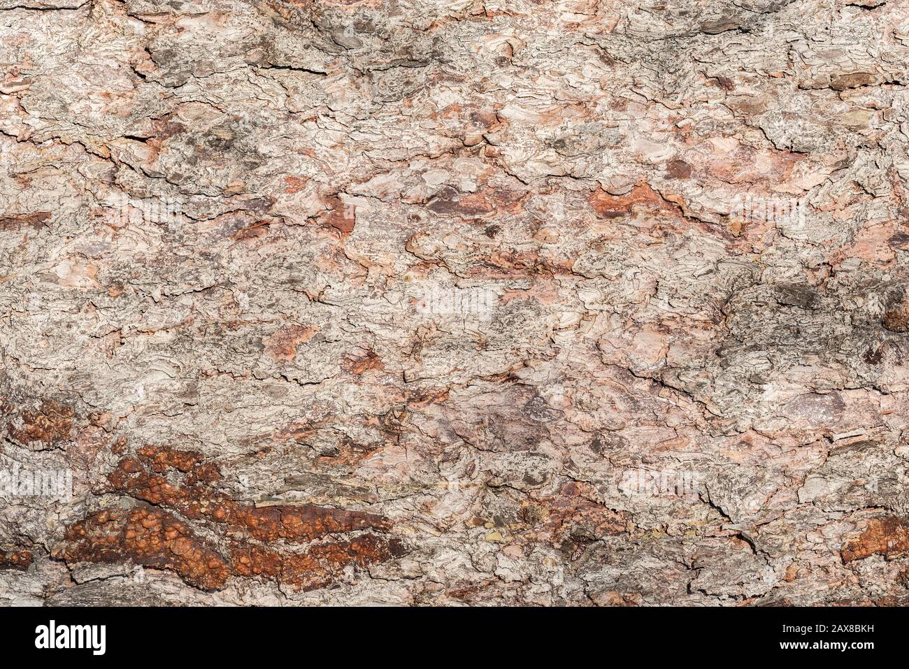 Pine tree bark texture. Surface of the old tree trunk Stock Photo - Alamy