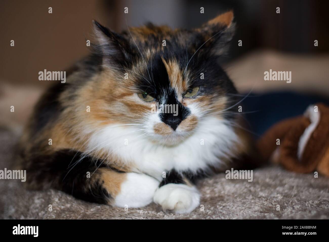 Beautiful three colors furry cat hi-res stock photography and images ...