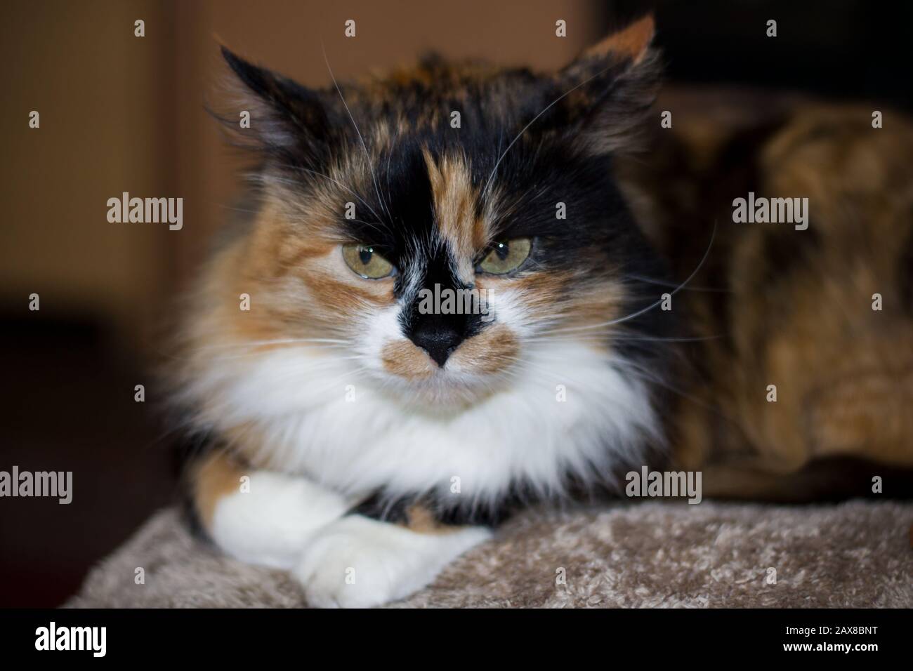 Beautiful three colors furry cat hi-res stock photography and images ...