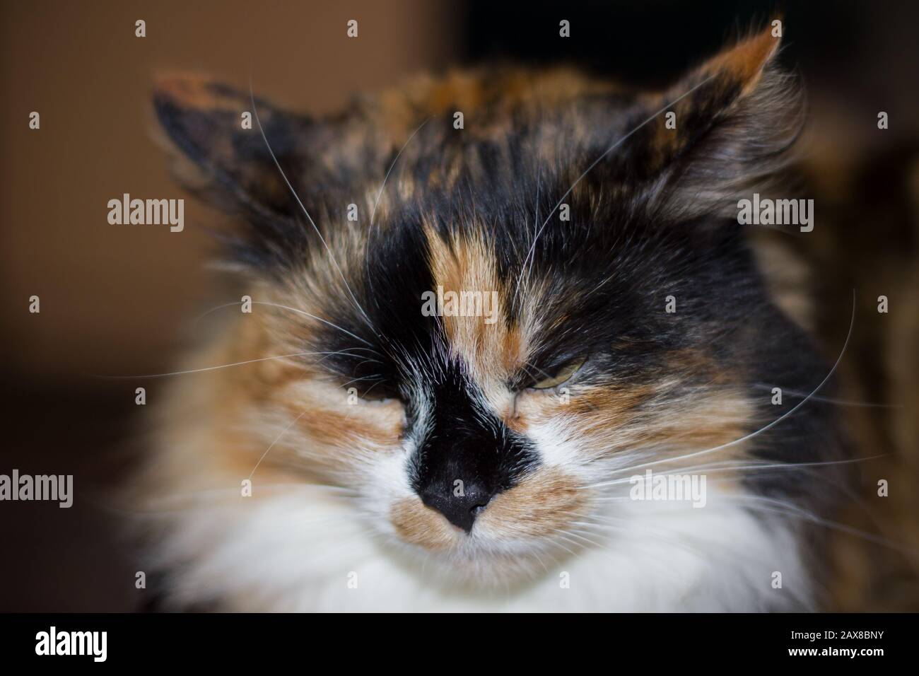 Beautiful three colors furry cat hi-res stock photography and images ...