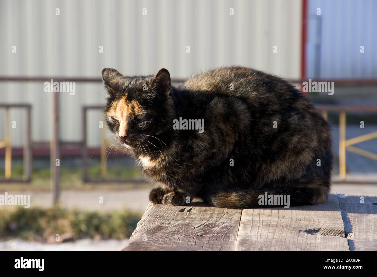 Beautiful three colors furry cat hi-res stock photography and images ...