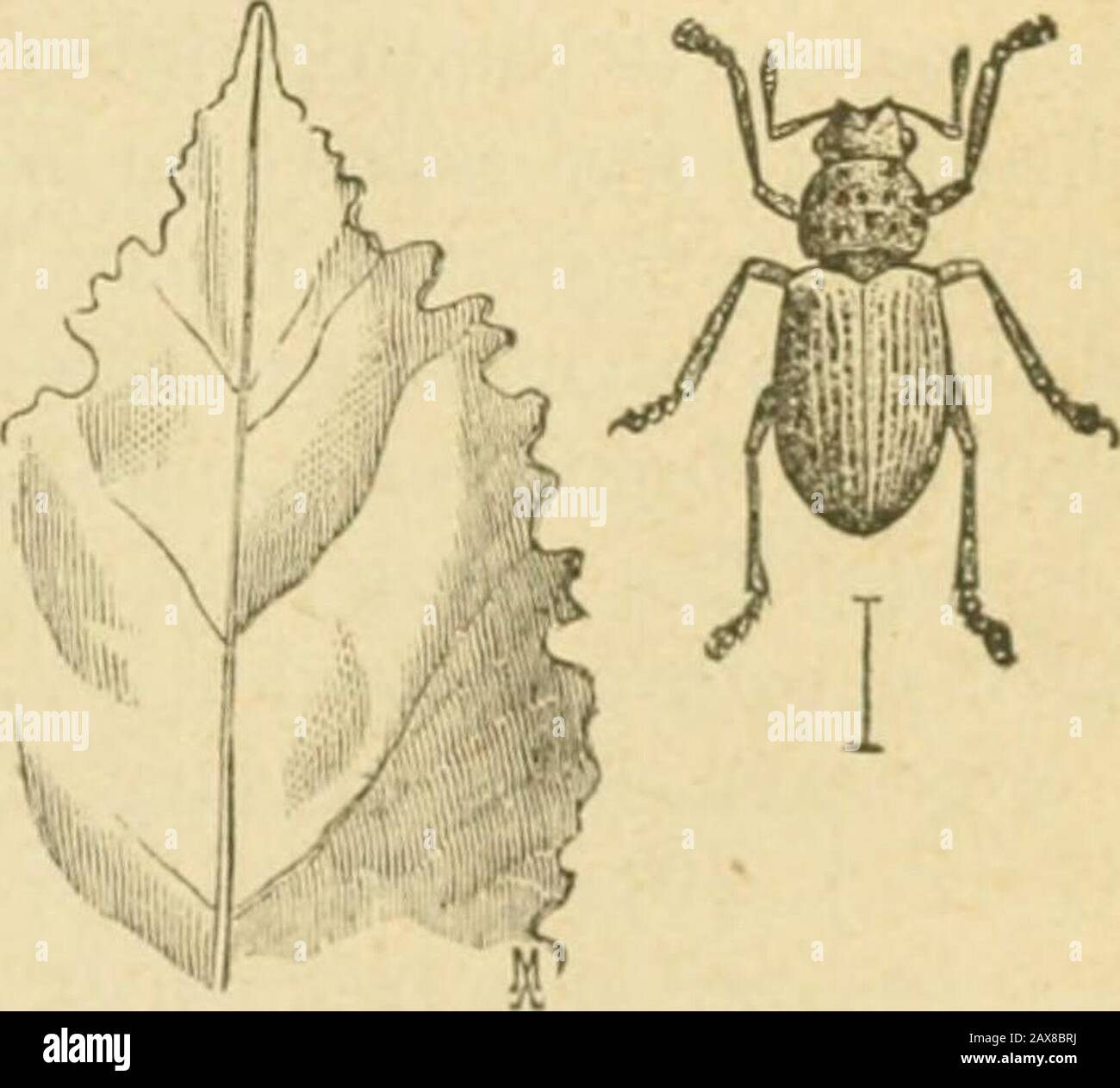 Notches leaf edges hi-res stock photography and images - Alamy