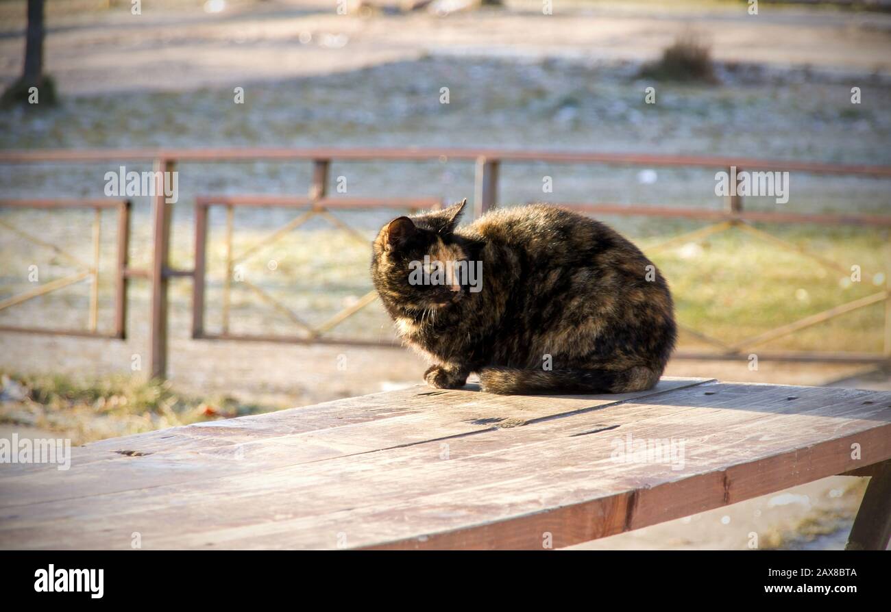 Beautiful three colors furry cat hi-res stock photography and images ...