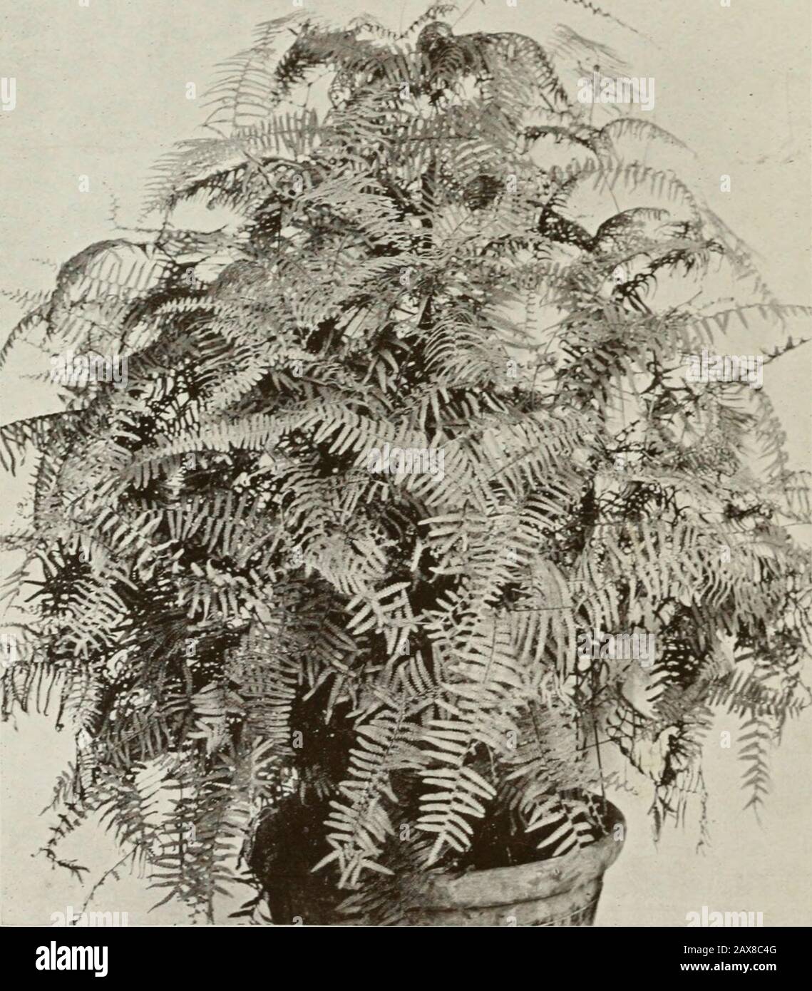 The fern garden : how to make, keep, and enjoy it ; or, Fern culture ...