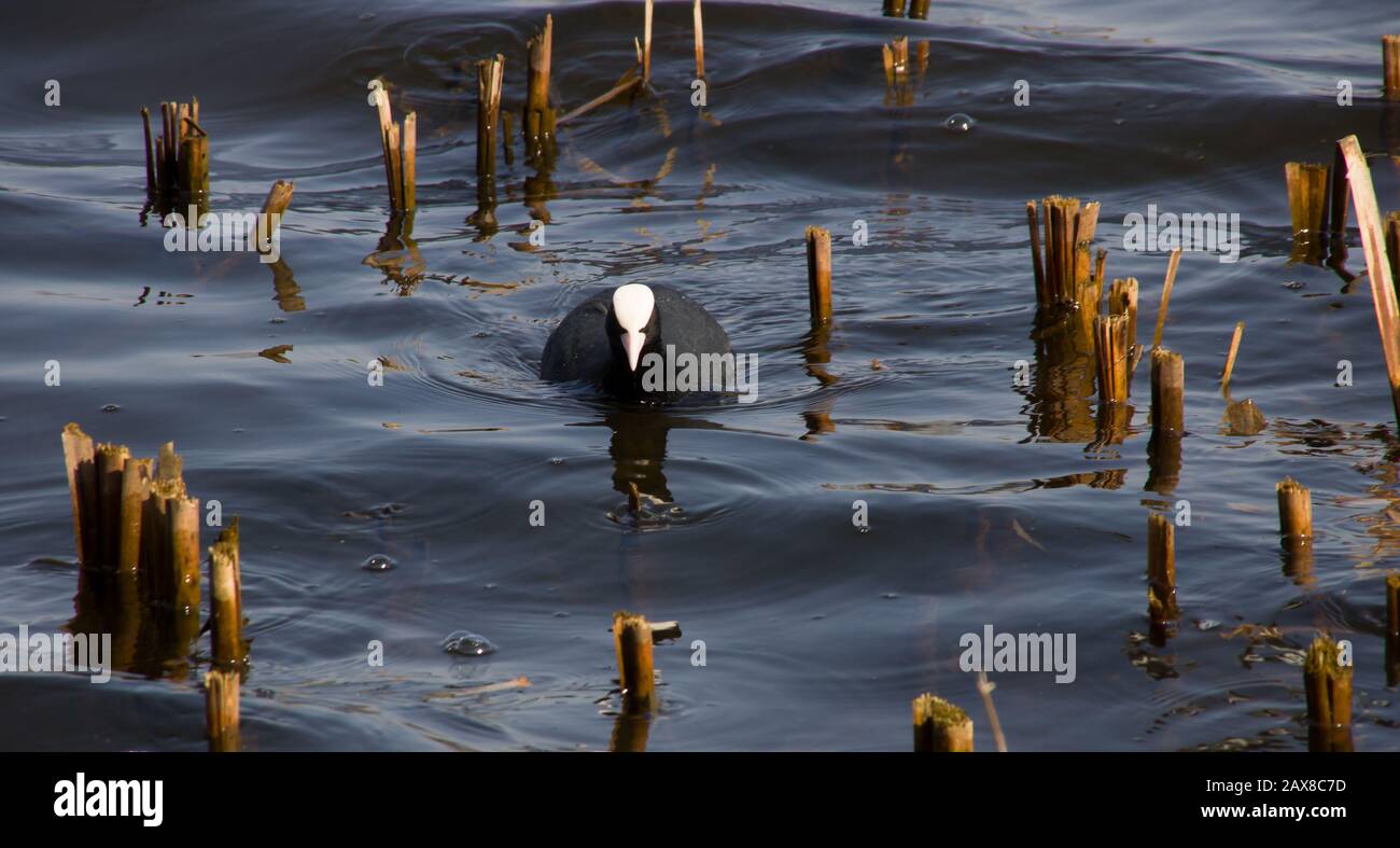 Acorn duck hi-res stock photography and images - Alamy