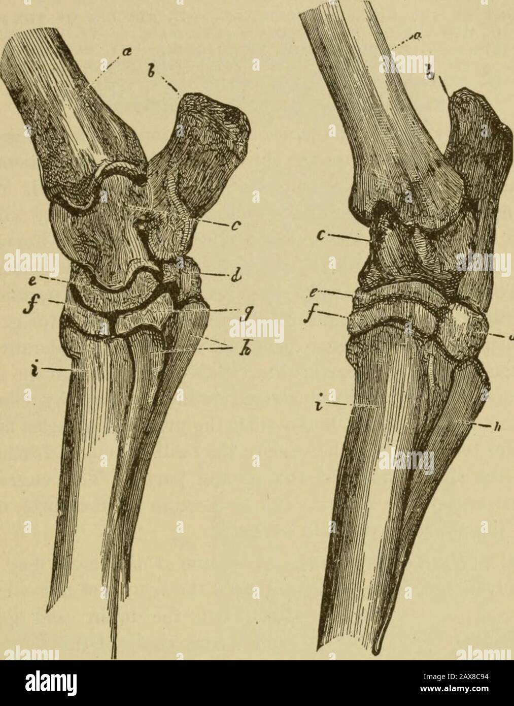 Live stock : a cyclopedia for the farmer and stock owner including the ...