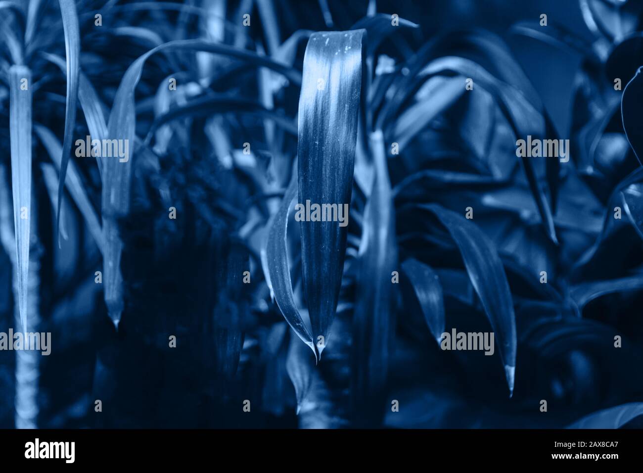 Dracaena plant in a blue color.The main color of the Year 2020 Stock ...