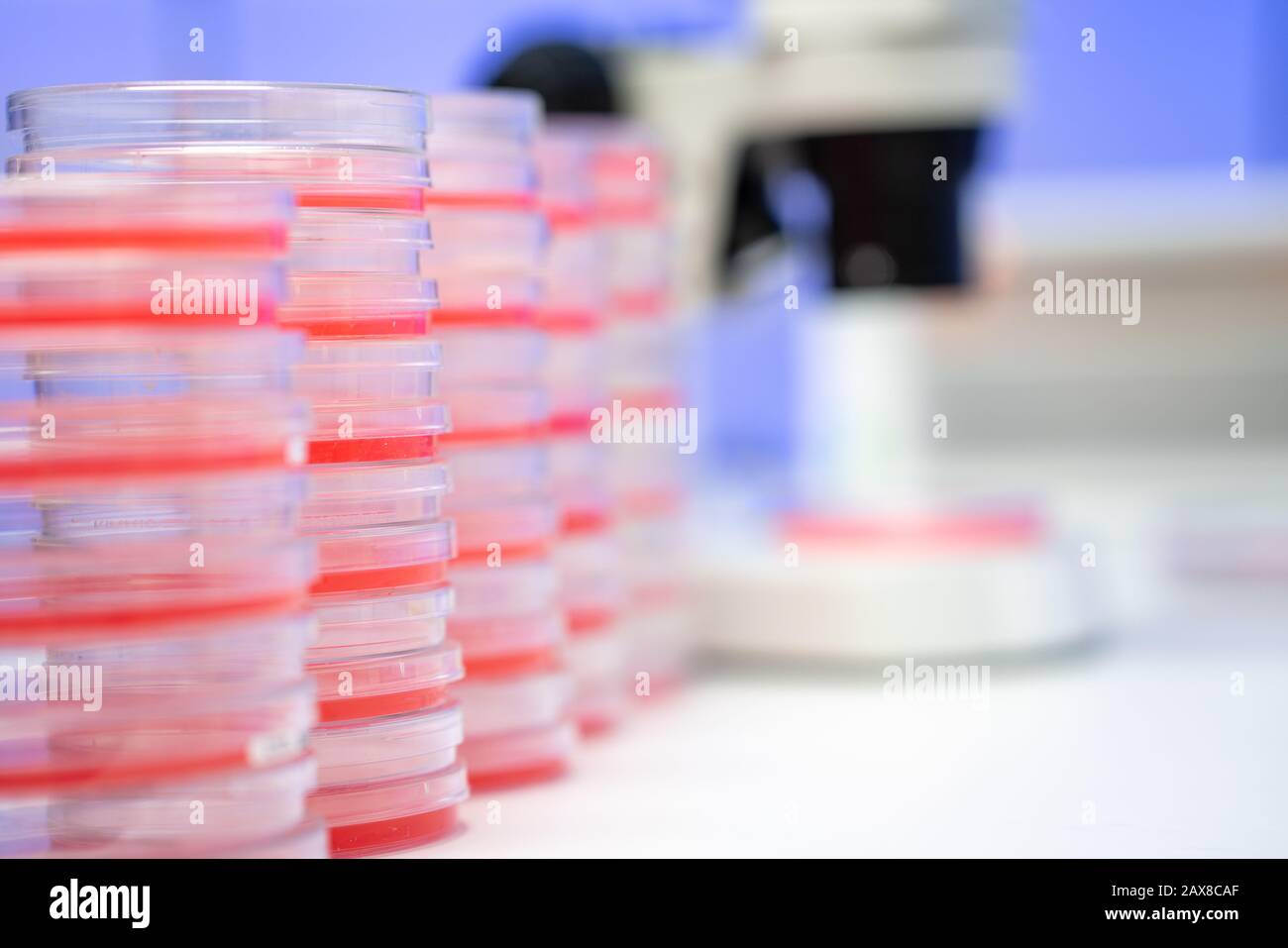 Microscope and petri dish with biological sample on clinical workbench ...