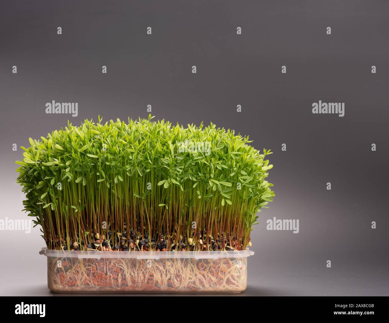 young microgreen vegetable green. A microgreen - Sprouts in plastic box ...